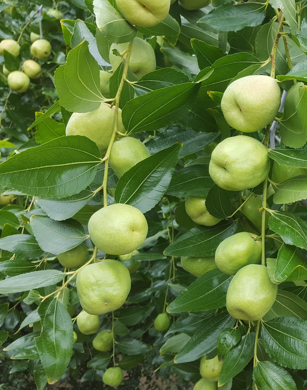 Fresh jujubes almost here! – Jujube Australia