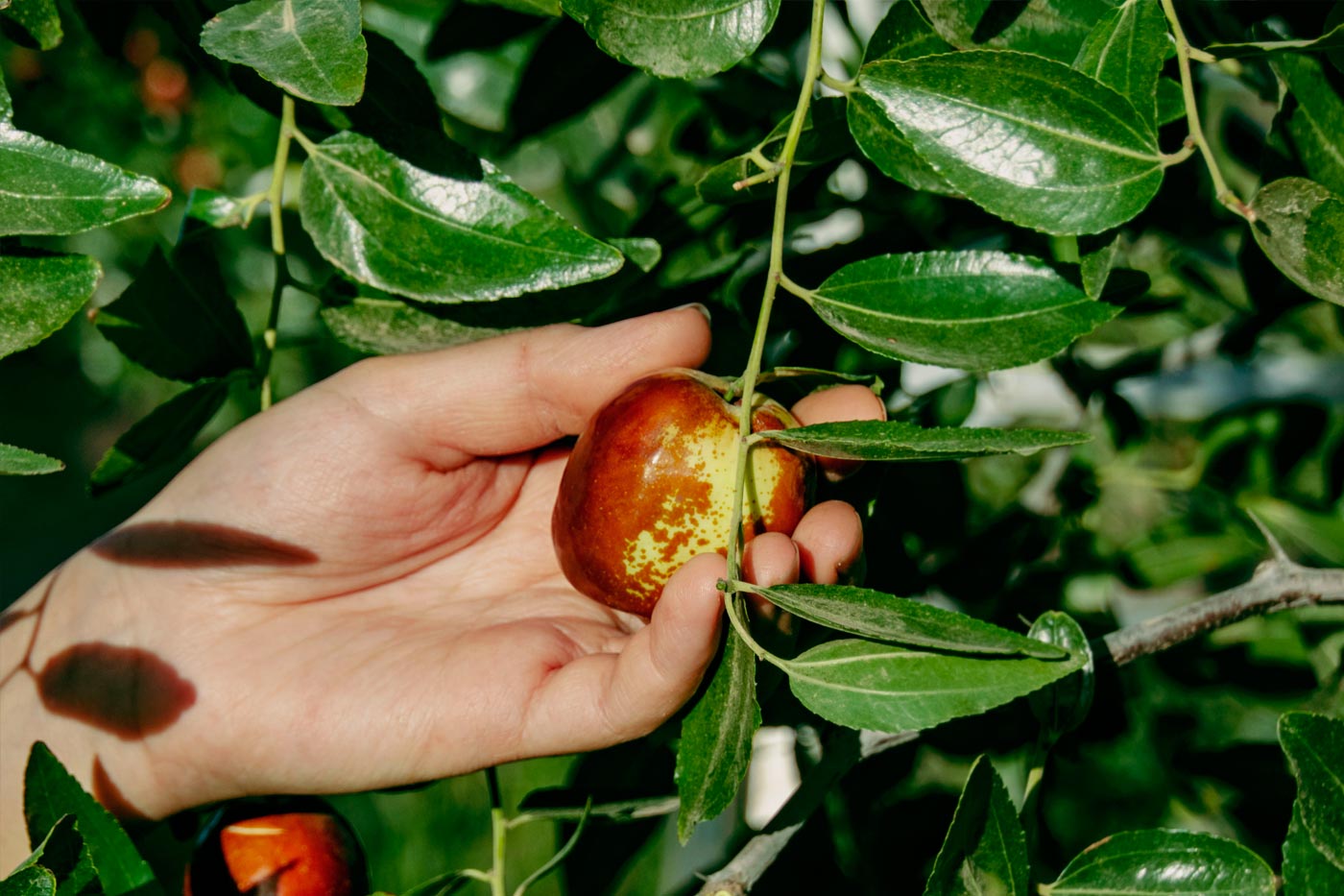 Ask Dr Jujube: Episode 1. How to plant a jujube tree – Jujube Australia