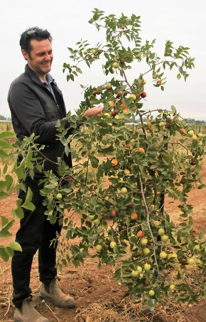Jujube Trees – Jujube Australia